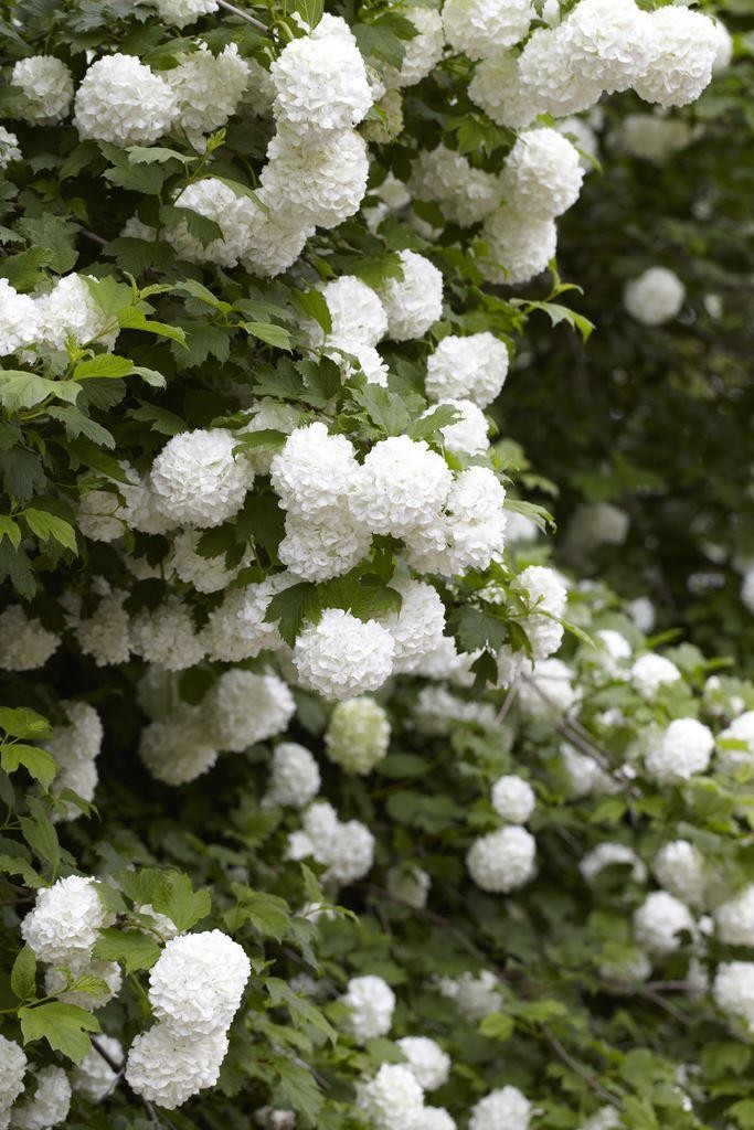 Viburnum opulus roseum - Snowball Tree - Large Specimen