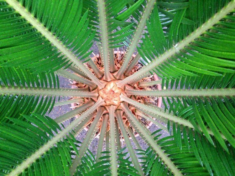 HUGE GIANT Cycad - Cycad revoluta - EXTRA LARGE Specimen King Sago Palm ...