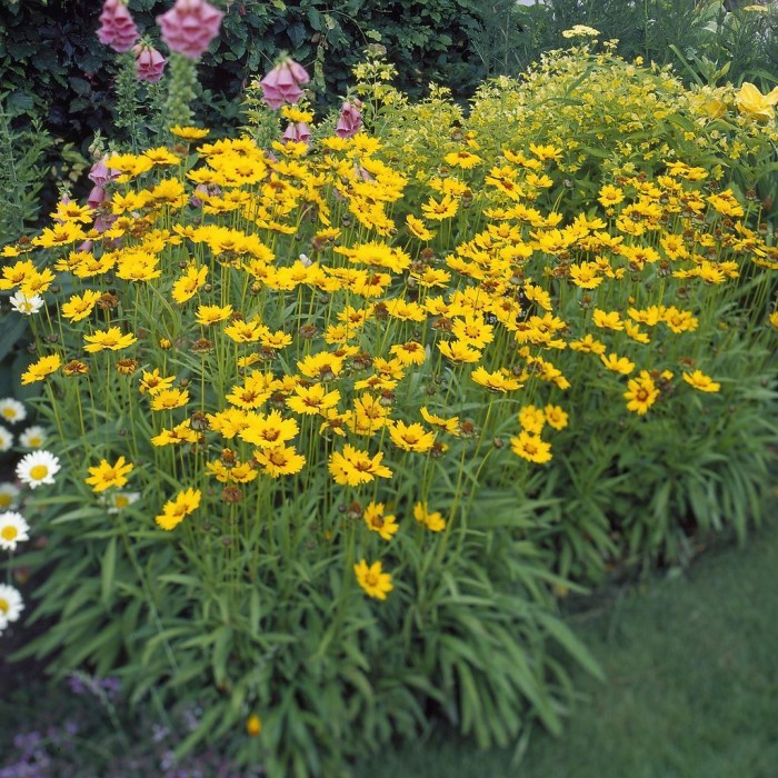 Coreopsis lanceolata Sterntaler