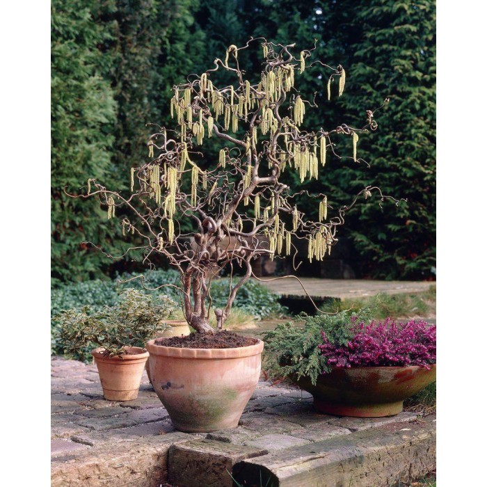 Corylus avellana Contorta - Large Corkscrew Hazel - Standard Tree