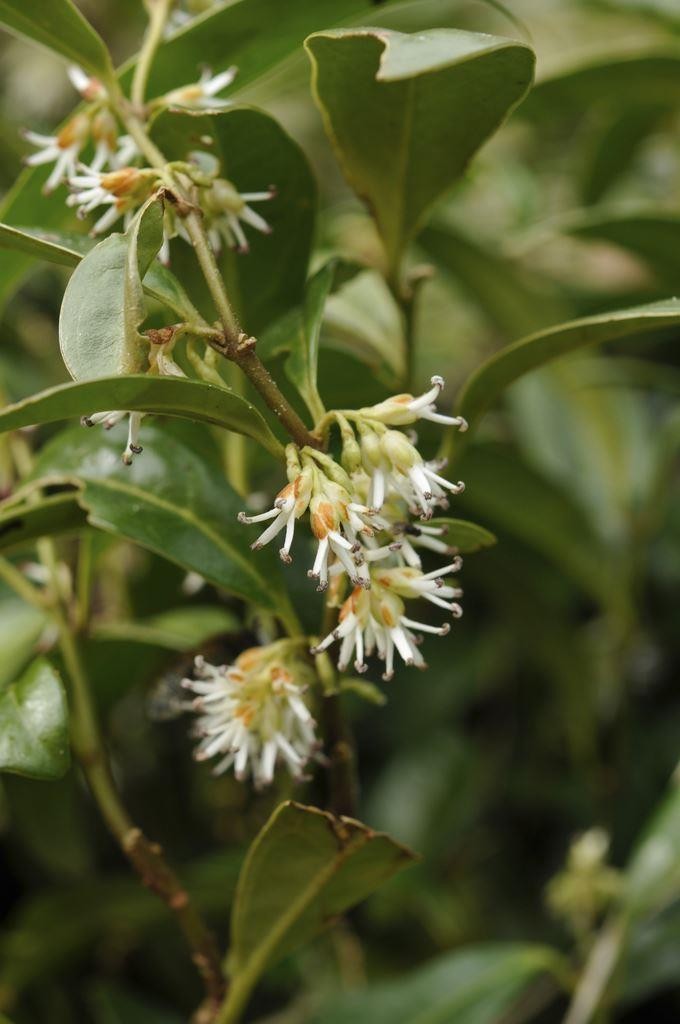 Sarcococca hookeriana humilis - Fragrant Sweet Box