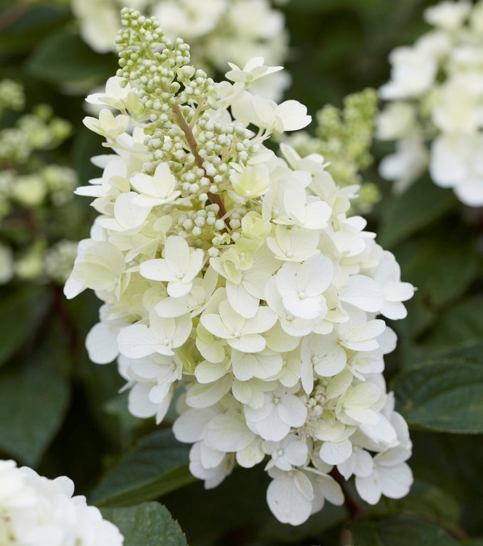 Hydrangea paniculata Candlelight