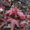 Acer platanoides Crimson Sentry - Purple Norway Maple
