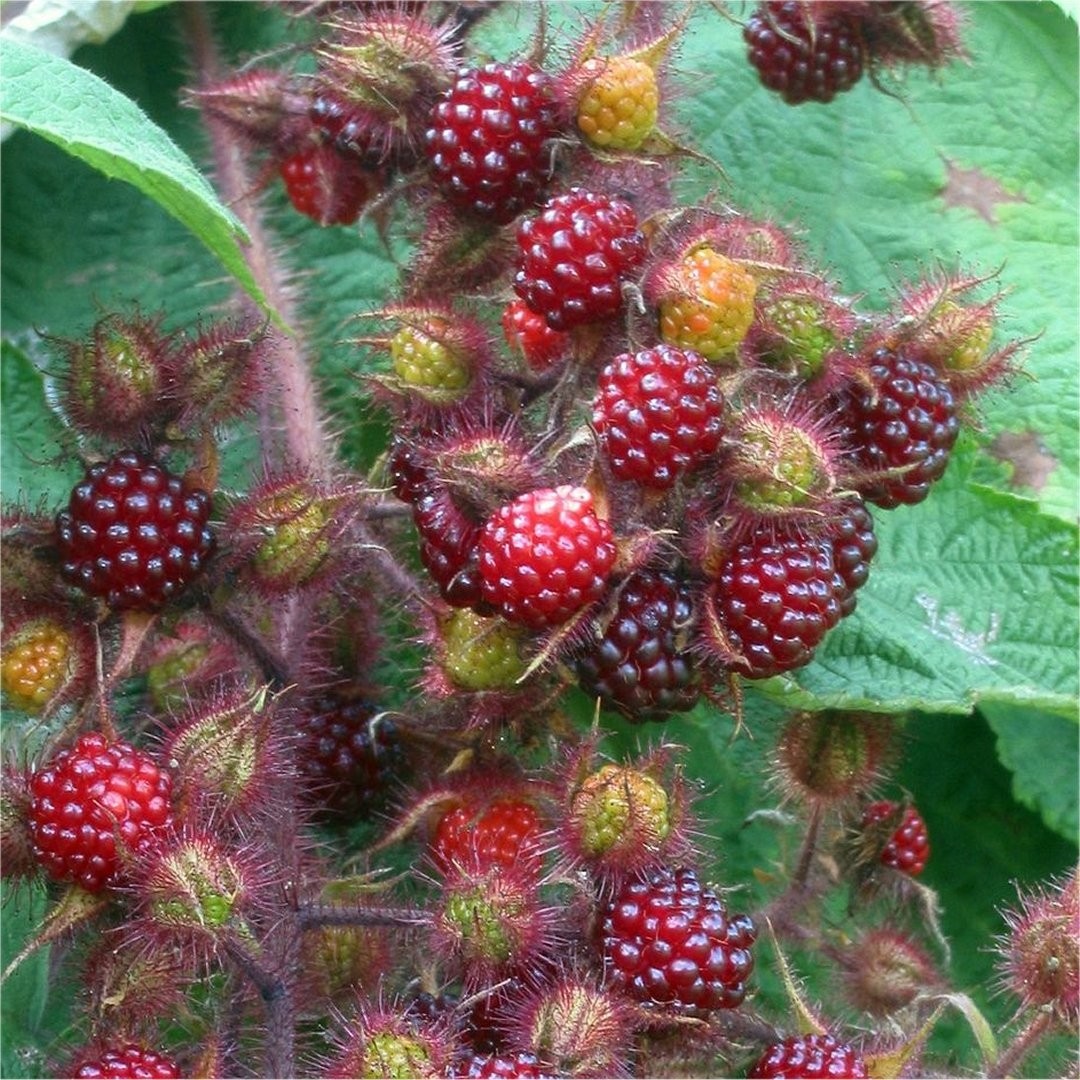 Rubus phoenicolasius - Japanese Wineberry - LARGE 150-180cm tall