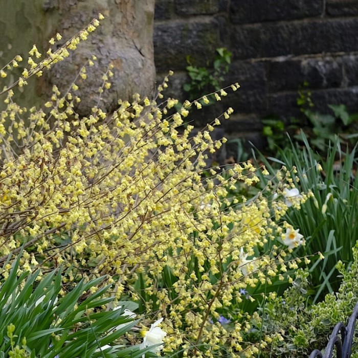 SPECIAL DEAL - Corylopsis pauciflora - Buttercup Witch Hazel - Winter Hazel