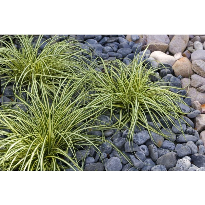 Carex oshimensis Evergold - Japanese Sedge