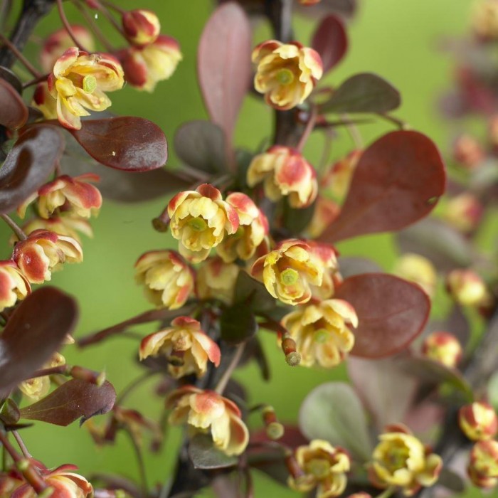 Berberis thunbergii Dart's Red Lady - Dwarf Barberry