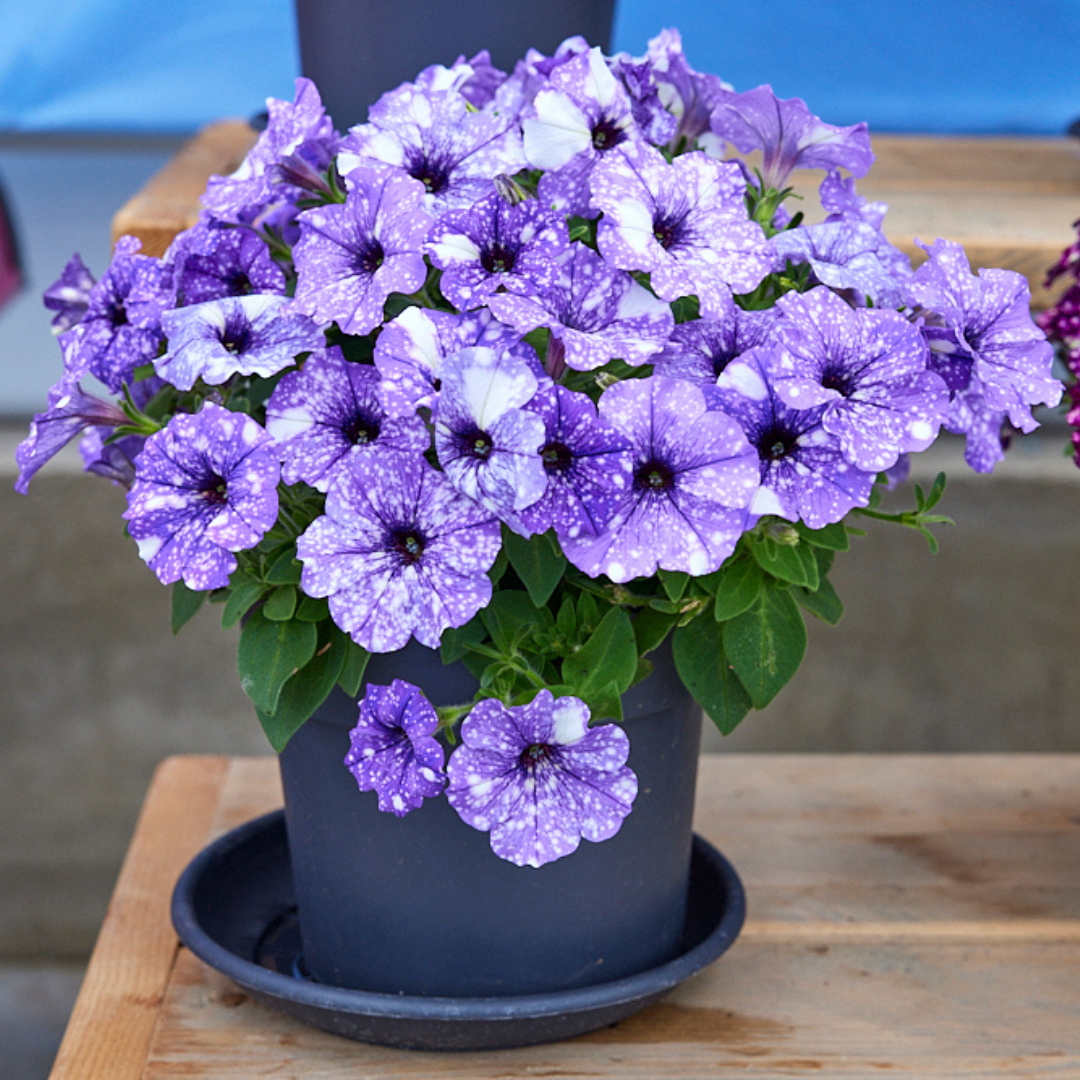 Petunia Splash Dance 'Moon Walk' - Pack of SIX Potted Plants