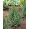 Juniperus chinensis Stricta' - Dwarf Slow Growing Conifer