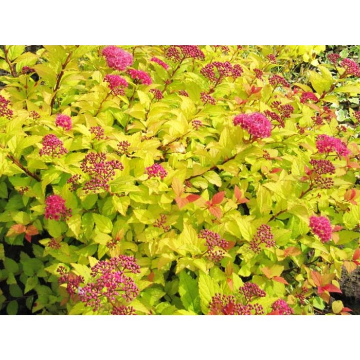 Spirea Golden Princess - Pack of THREE Spiraea Plants