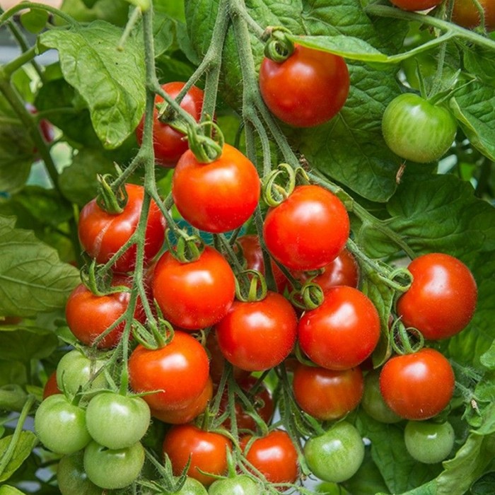 Traditional Tomato Collection - Pack of SIX Plants