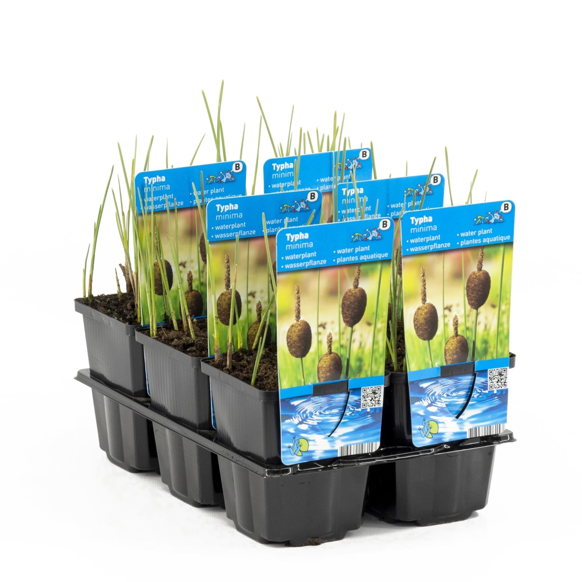 Typha minima - Dwarf Bulrush - Miniature Cattail