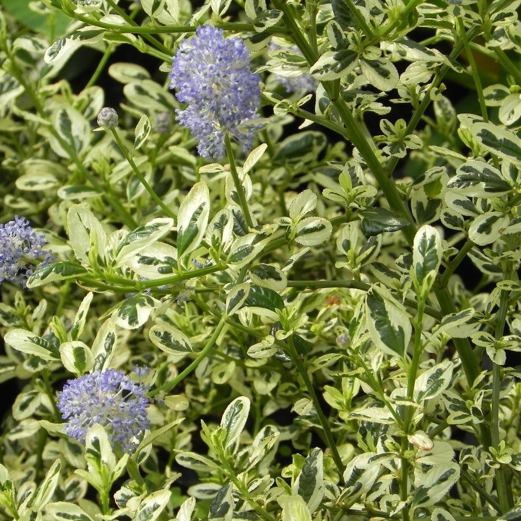 Ceanothus impressus Cool Blue - Hardy Variegated Victoria Ceanothus ...