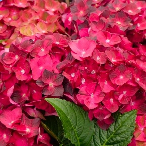 Hydrangea Pink Ruby - Large Flowered Mophead Hydrangea - XXXL Plants