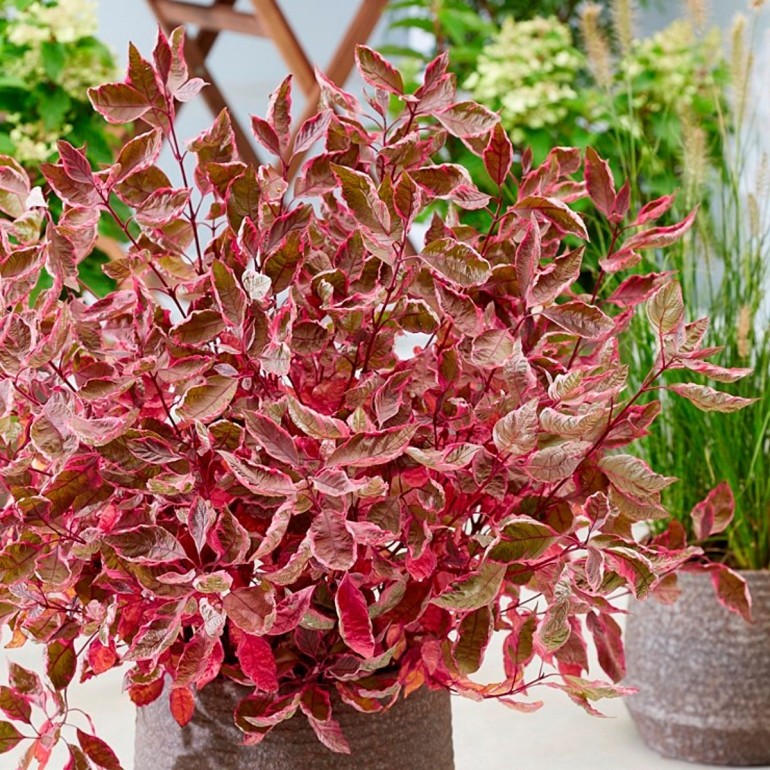 Cornus alba sibirca 'Miracle' - Red Stemmed Variegated Pink Flush ...