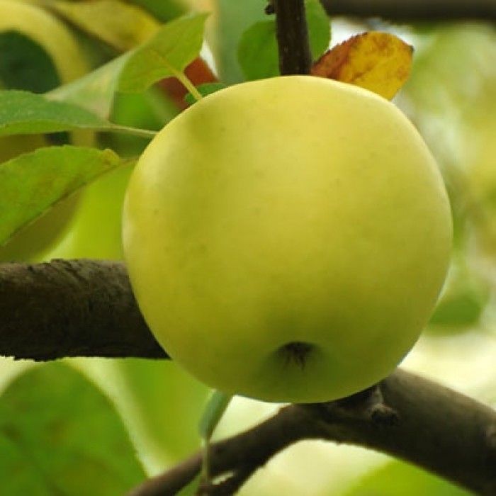 Apple - Malus Domestica Golden Delicious - Patio Pillar Fruit Tree