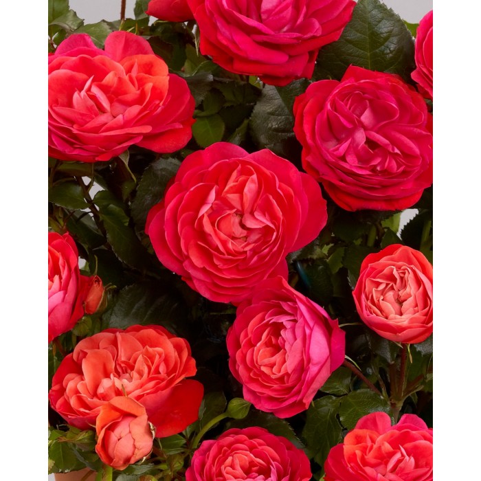 Pair of Mini Standard 'Dover' Flowering PATIO Rose Trees