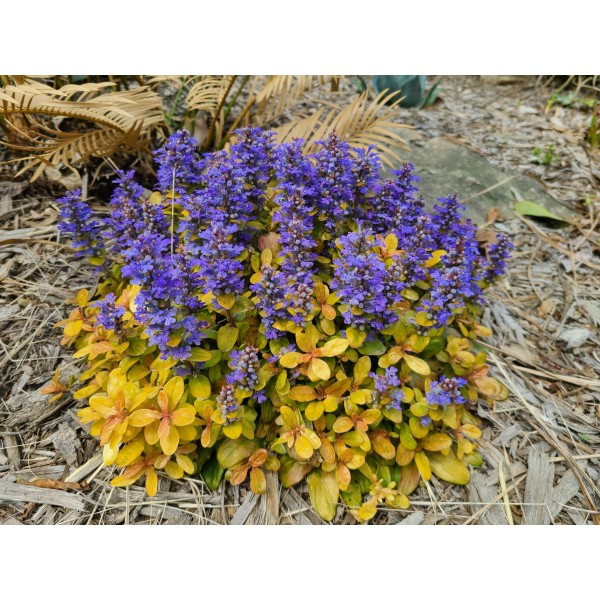 Ajuga Noble Nightingale - Feathered Friends