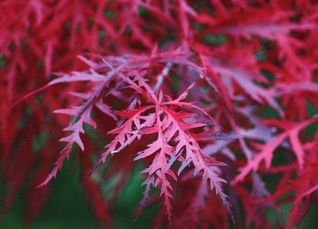 Acer palmatum dissectum Firecracker - Japanese Maple