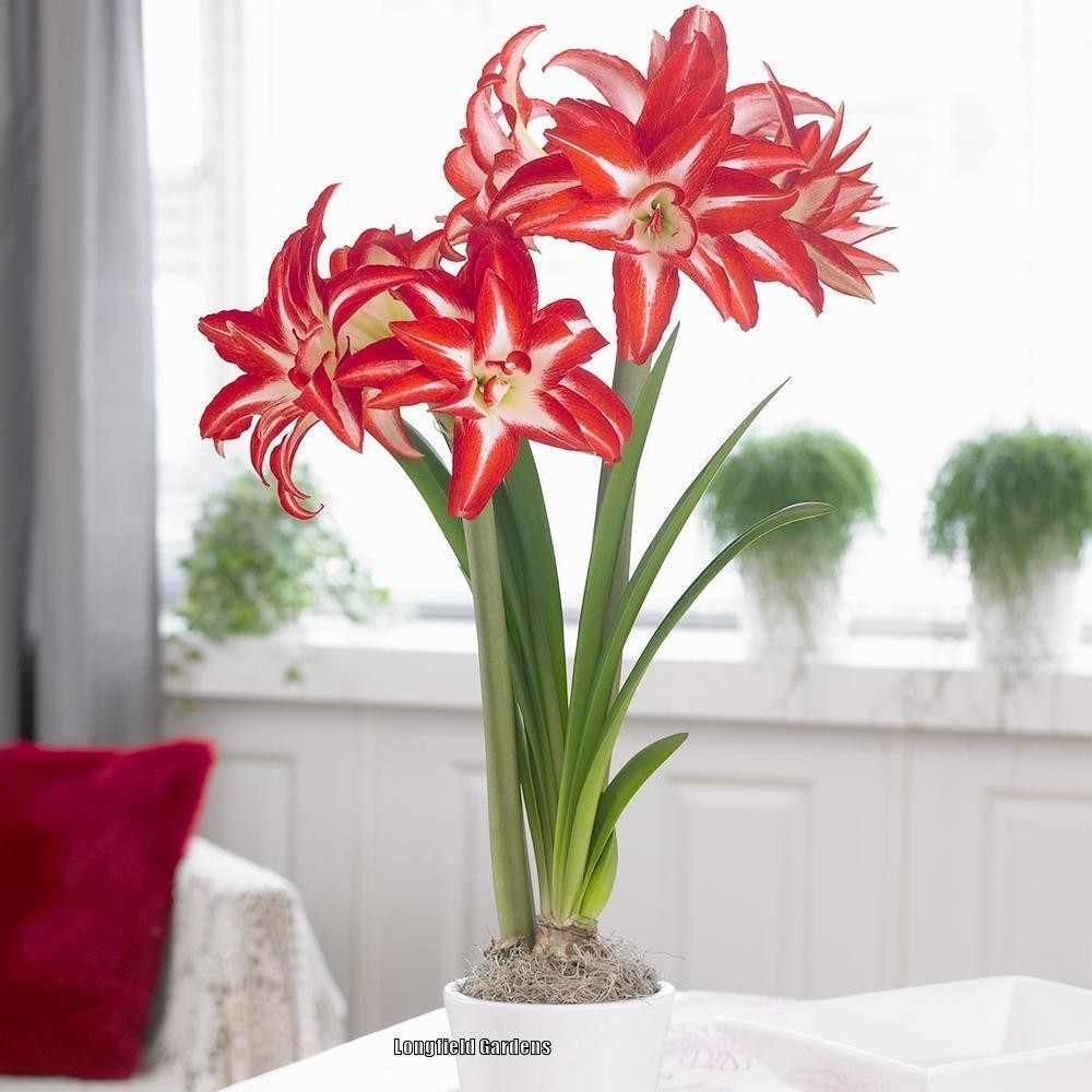 Amaryllis - Double Flowered SPLASH - Hippeastrum Bulb