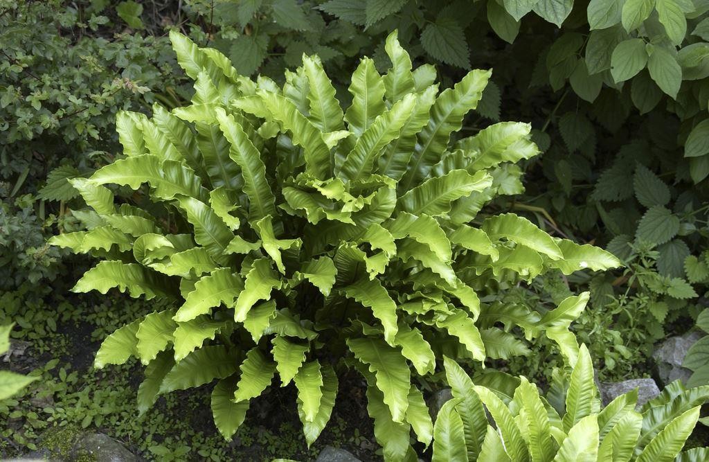 Asplenium scolopendrium Angustifolia - Hart's Tongue Fern