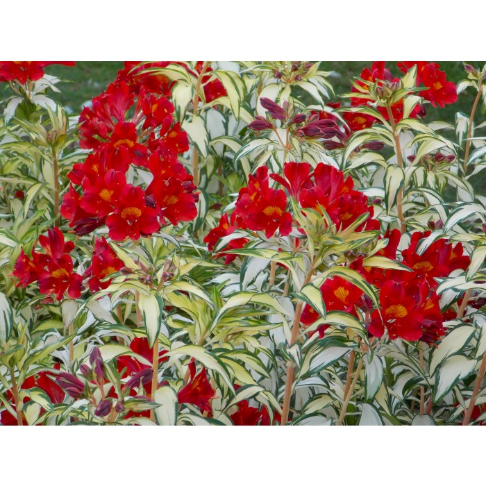 Alstroemeria 'Little Miss Zoe' - Variegated Peruvian Lily