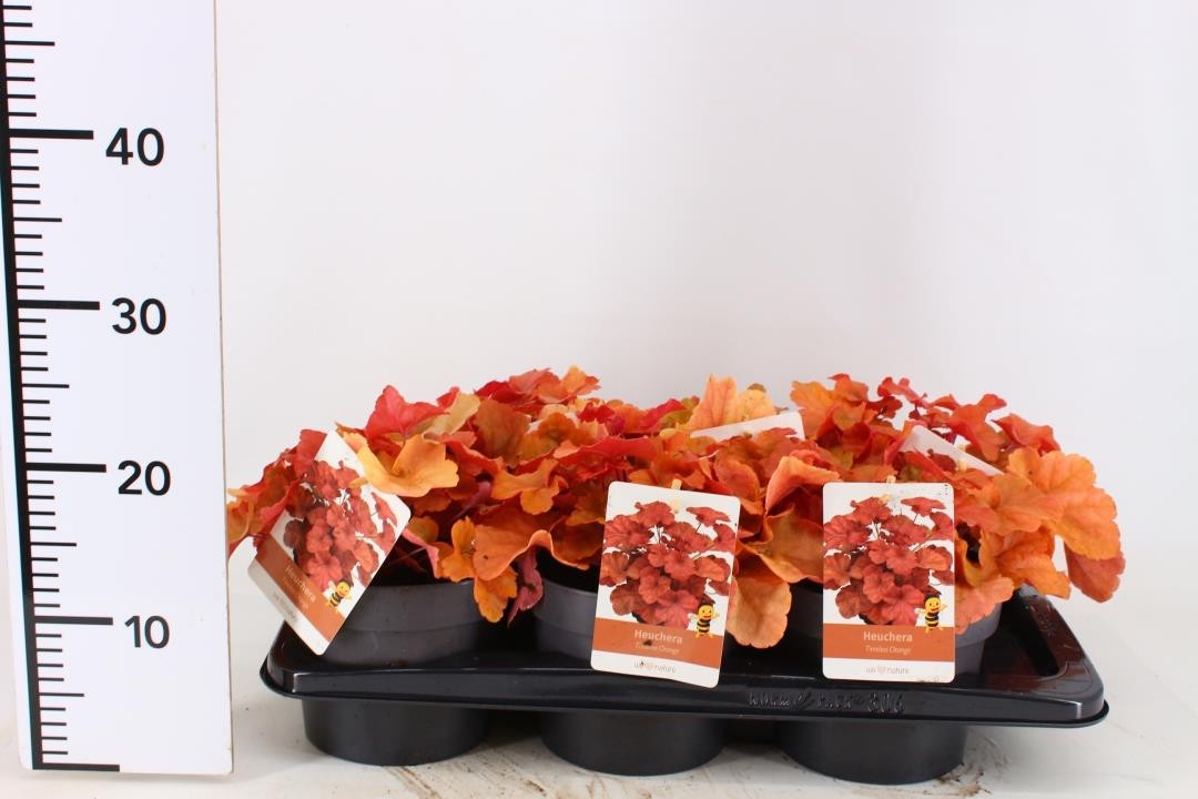 Heuchera Timeless Orange - Coral Bells
