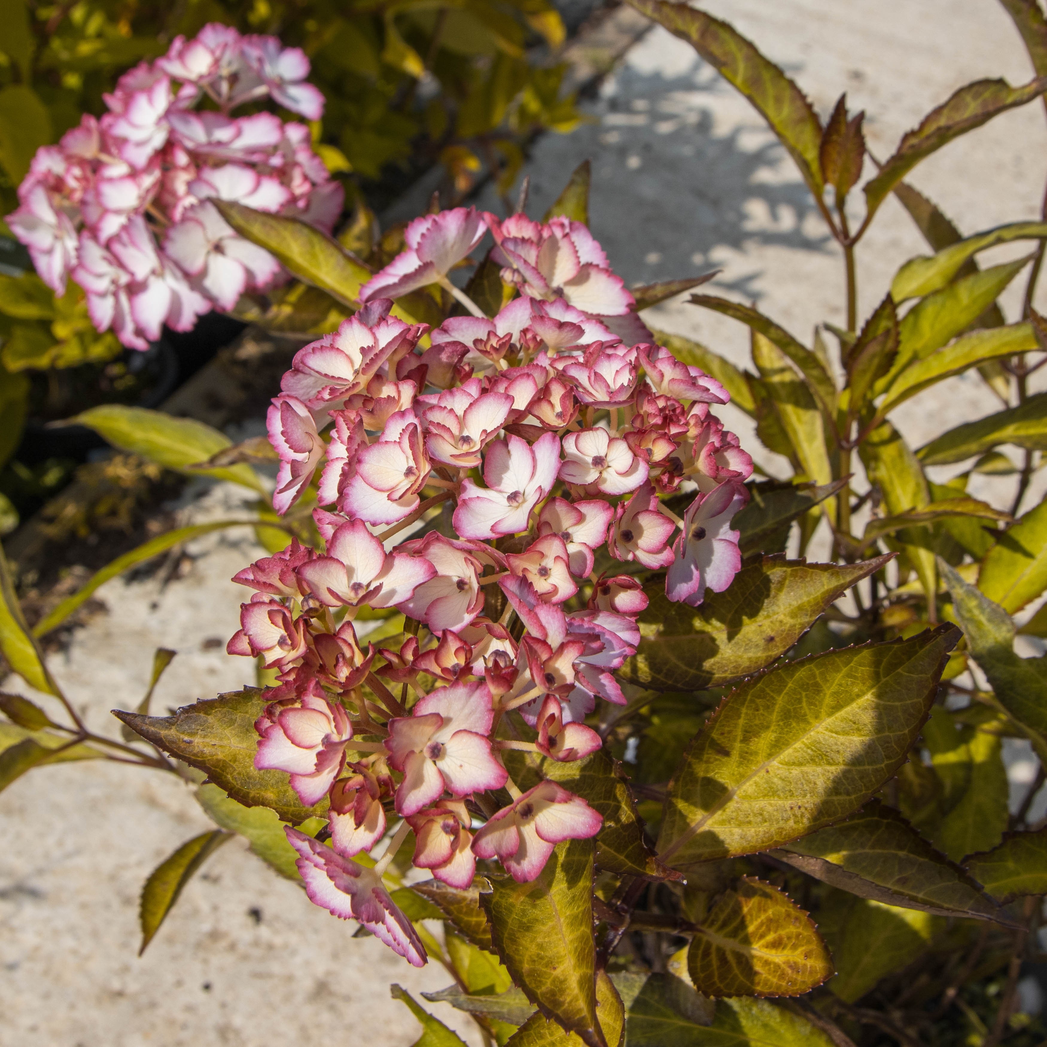 Hydrangea paniculata Carousel