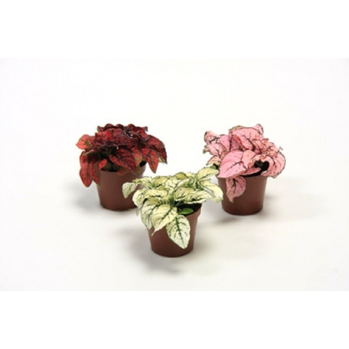 CHRISTMAS DEAL - Hypoestes mix - Pack of THREE Polka Dot Plants
