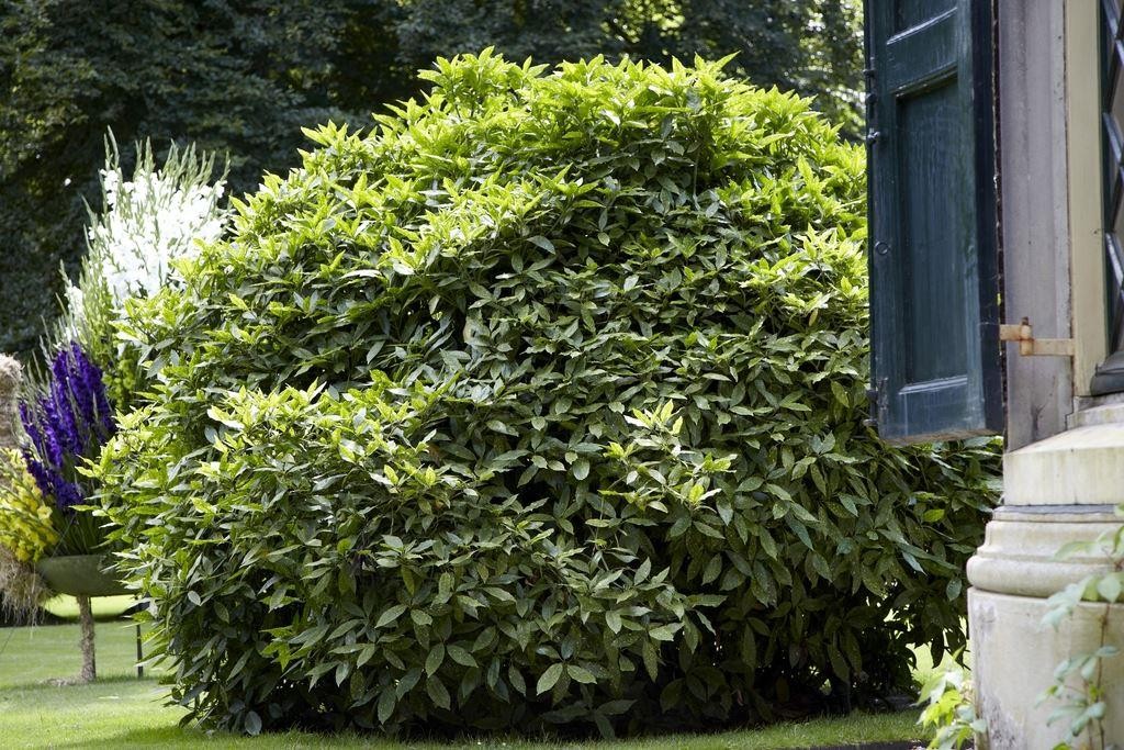 Evergreen Japanese Spotted Laurel - Aucuba japonica Variegata