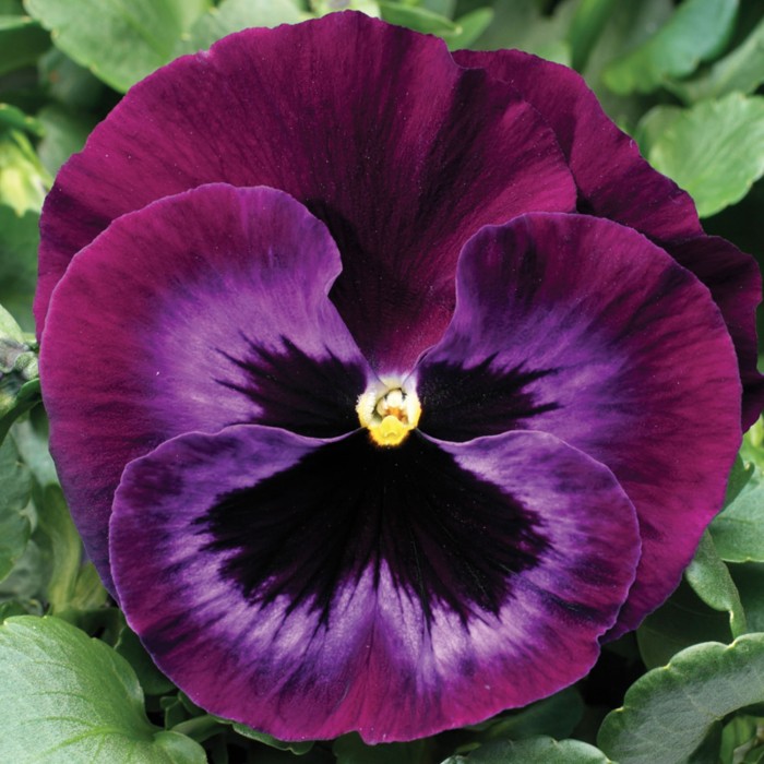 Pansy Colossus Lavender Surprise - Pack of SIX Giant Flowered Pansy Plants