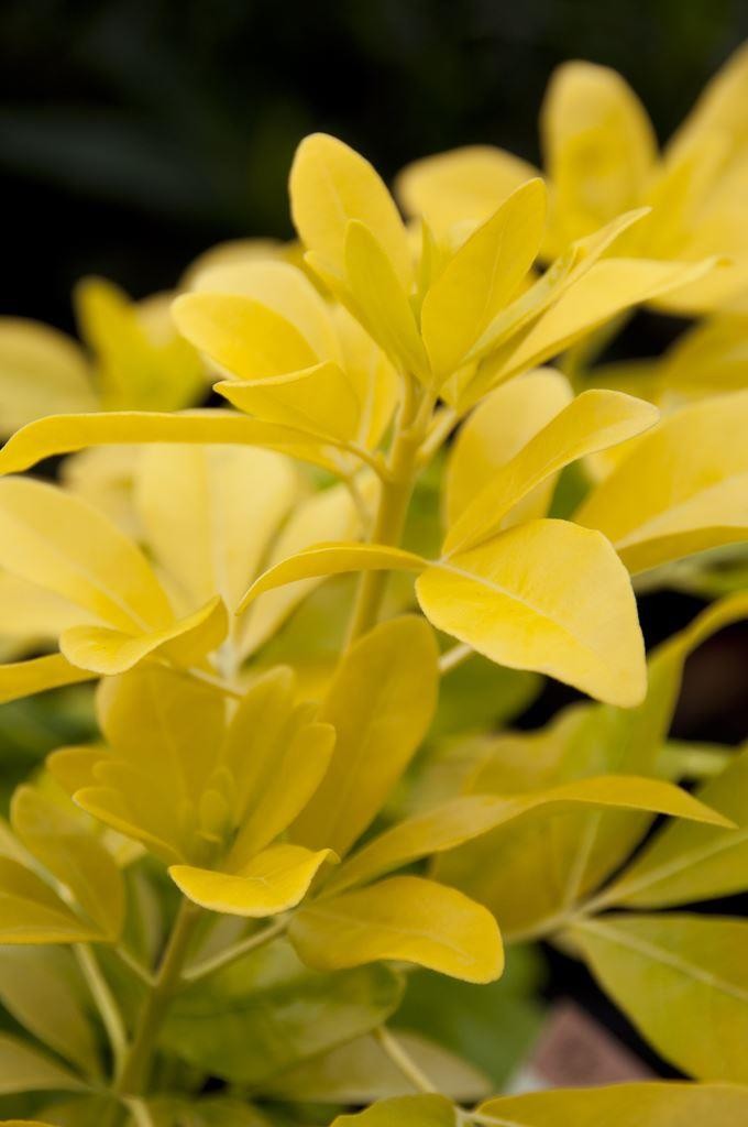 PAIR of Golden Mexican Orange Blossom Choisya Trees in White Baskets ...