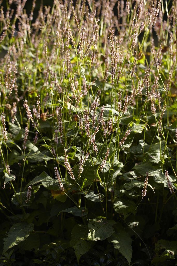 Persicaria amplexicaulis 'Rosea'