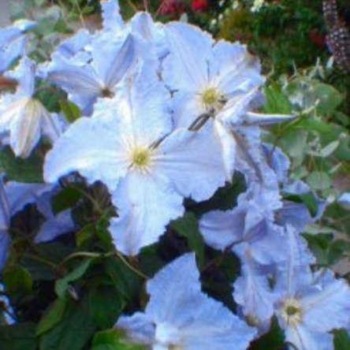 Clematis Blue Angel