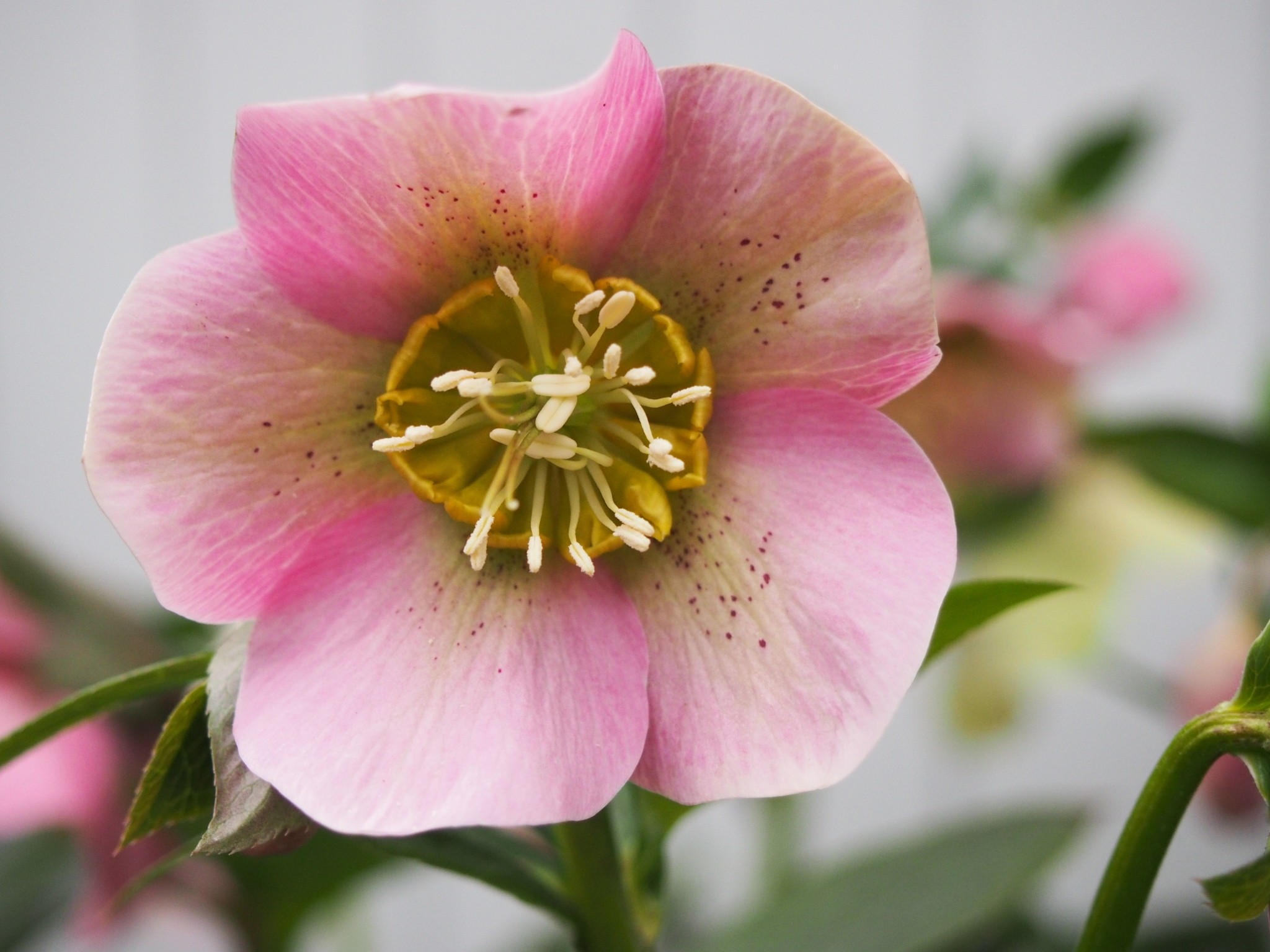 Helleborus orientalis Pretty Ellen Pink - Hellebore