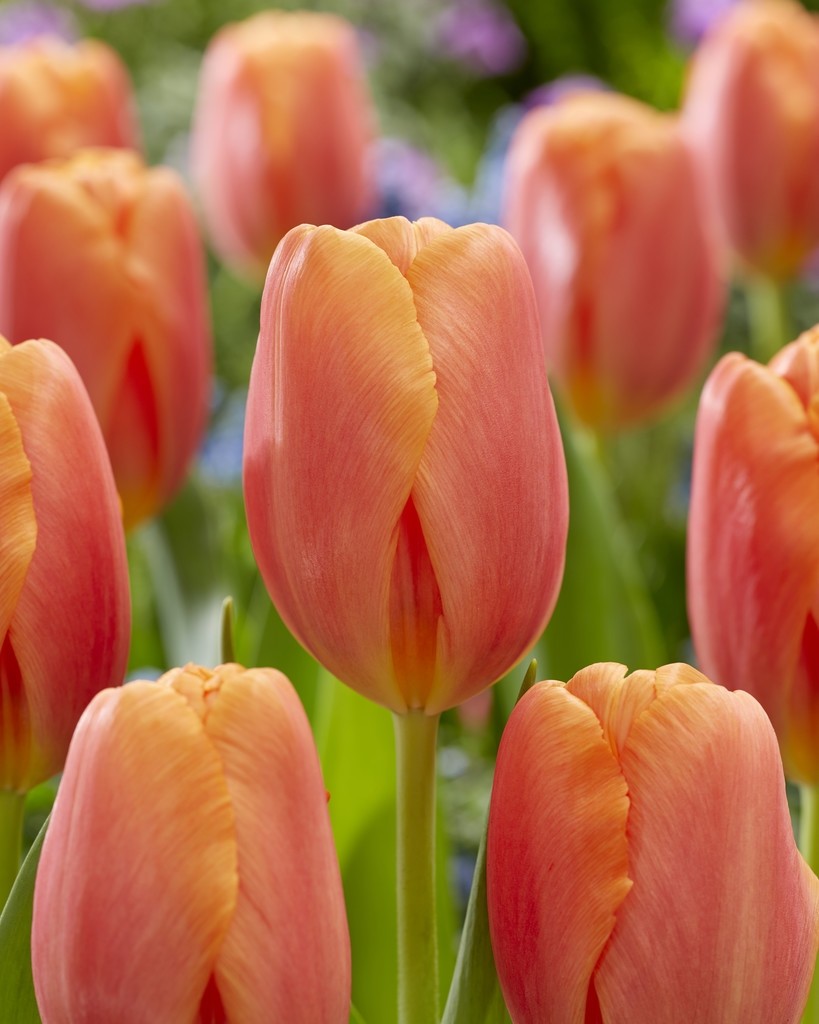 Tulip 'Time Out' - Pack of 12 Bulbs