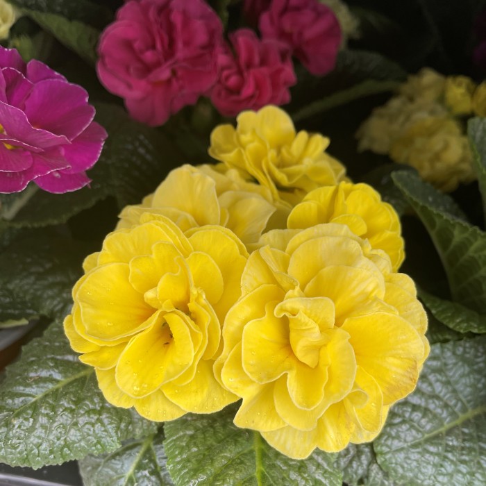 Primula acaulis Princess - Double Primroses in Assorted Colours