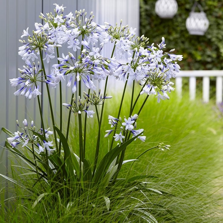 Agapanthus africanus Twister - Hardy Bicolour Blue & White Twister Nile ...