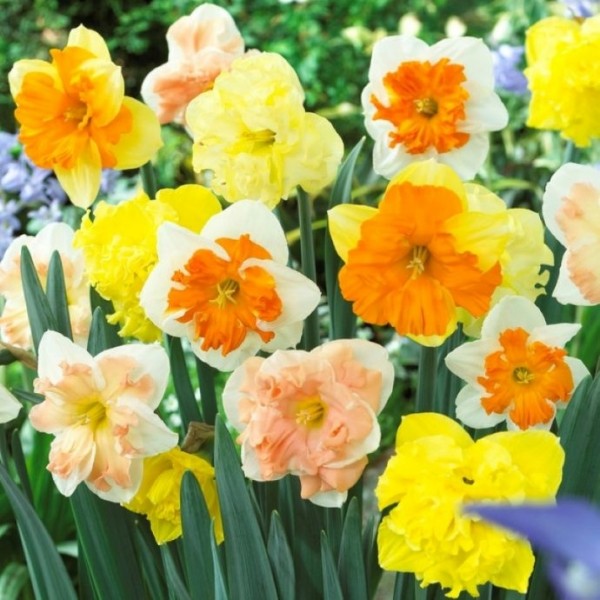 Daffodil & Narcissi Bulbs