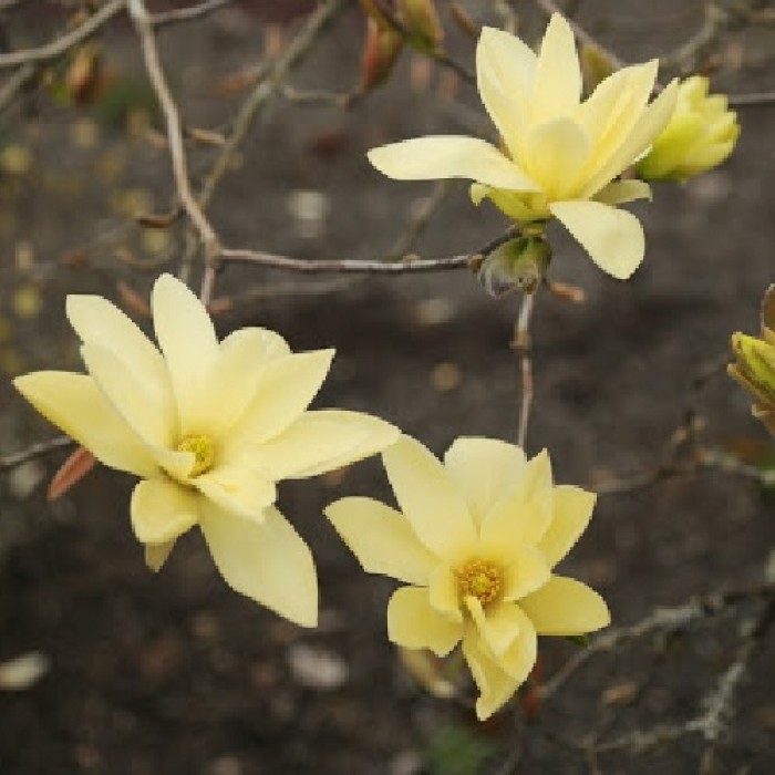 Magnolia Gold Star - LARGE