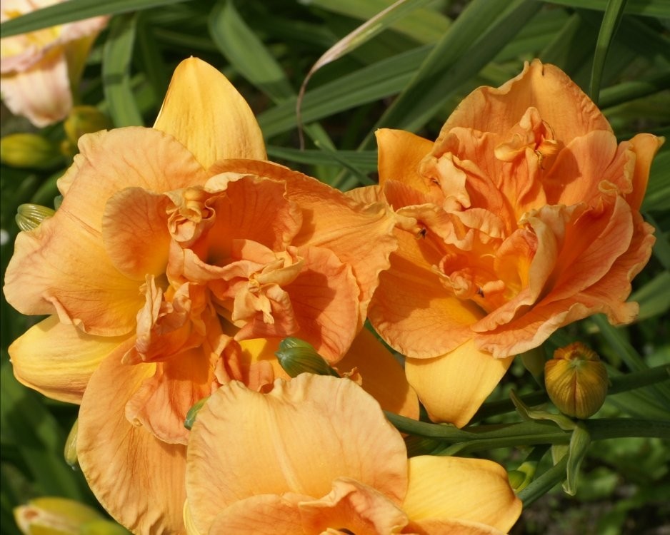 Repeat Flowering Double Day Lily Collection - Hemerocallis - Pack of FIVE