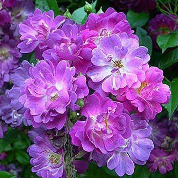 Gardening Express - Cimbing Roses