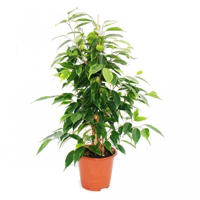 Collection of THREE Different Weeping Fig Trees - Ficus House Plants