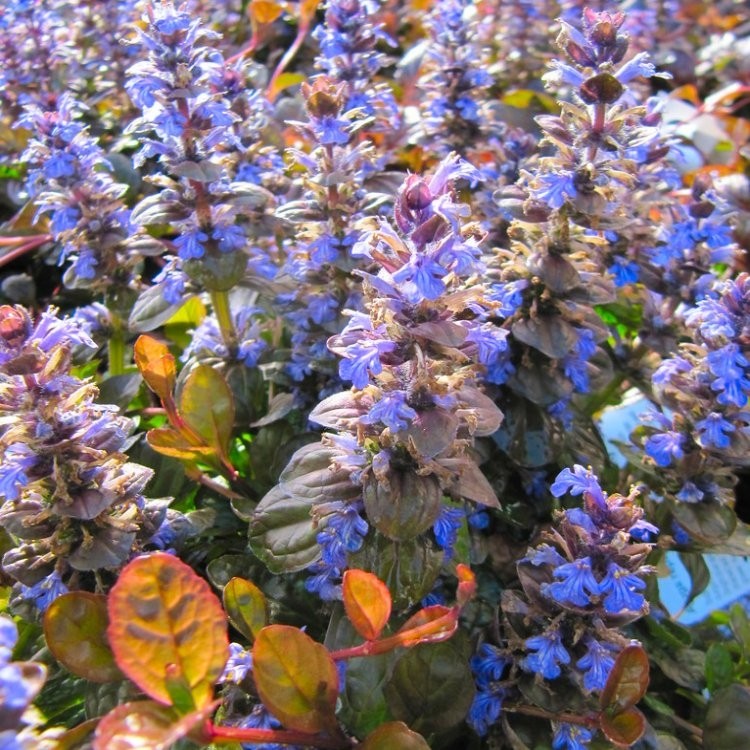 Ajuga tenorii 'Mini Mahogany' - Compact Evergreen Bugle