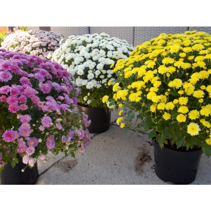 Colourful GIANT Garden Mum Balls - Chrysanthemums - Assorted Colours ...