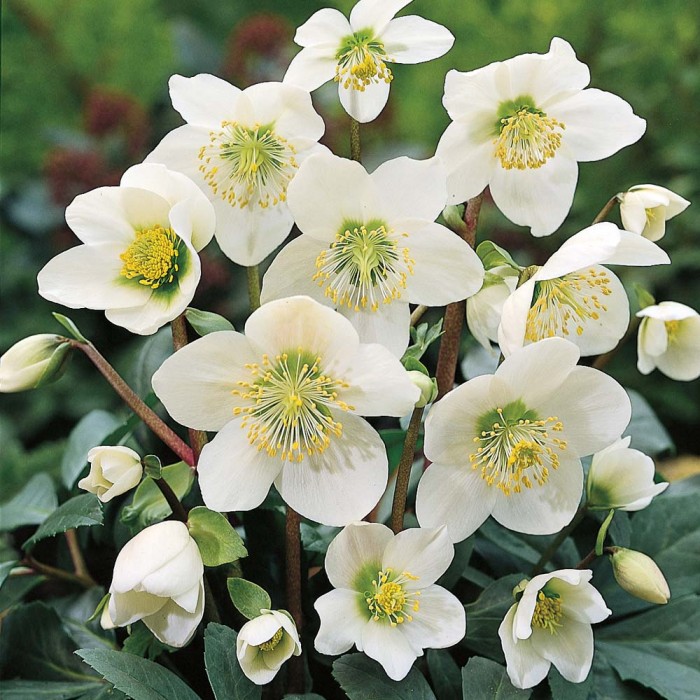 Helleborus niger - White Hellebore in Bud - Pack of SIX Plants