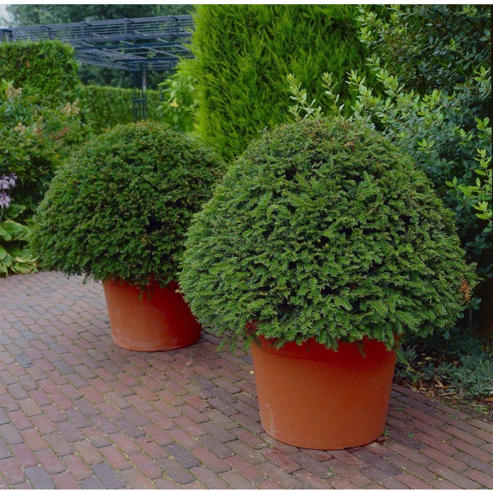 Taxus Baccata - English Yew - Large circa 100-120cm tall bushy plants