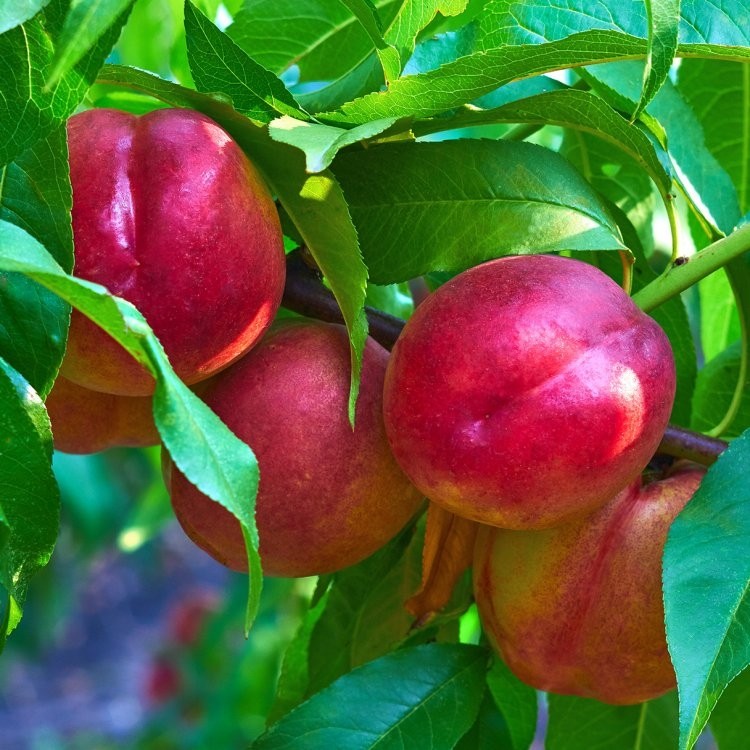 Dwarf Patio PILLAR Fruit Trees Mini Orchard Collection - 6 Different Trees