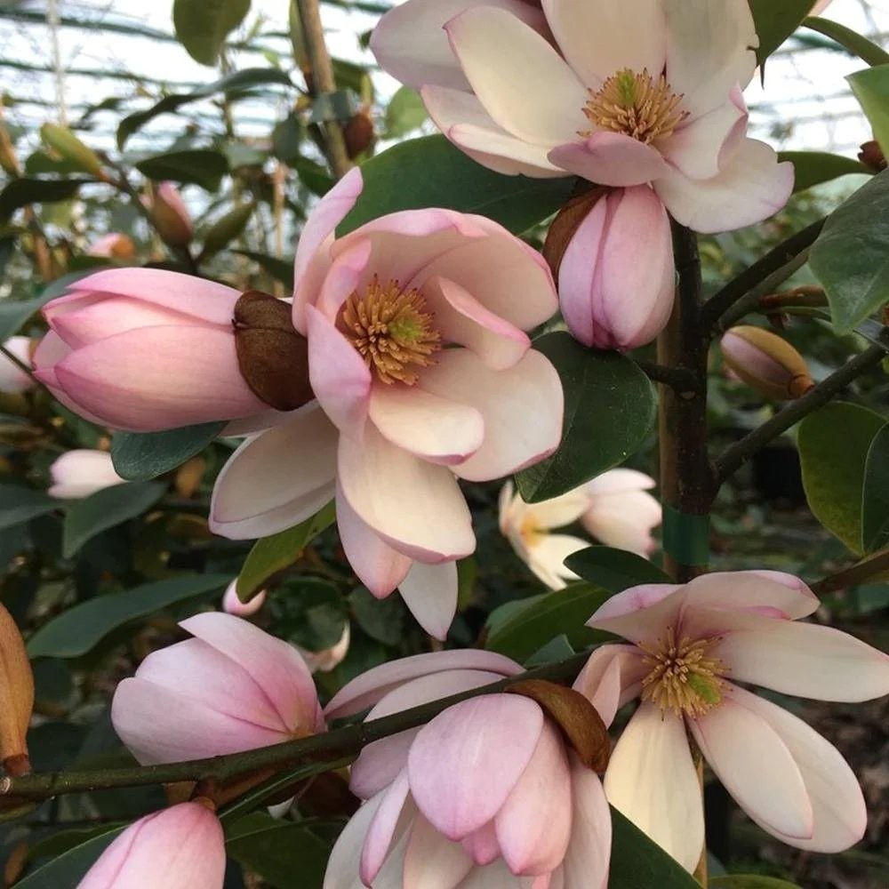 Magnolia Fairy Blush - Evergreen Soft Pink Flowering Magnolia