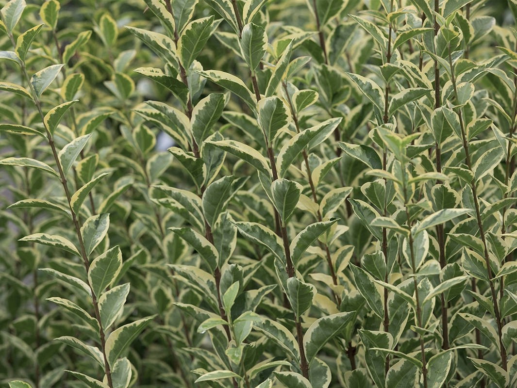 Ligustrum argenteum - Variegated Privet